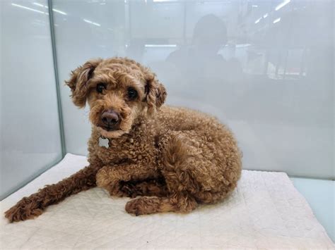 푸들 망고 이탈리아그레이하운드입양 치와와입양 폼스키입양 폼치입양 폼피츠입양 푸숑입양 고양이입양 랙돌입양 러시안블루입양 먼치킨입양 브리티쉬숏헤어입양 노르웨이숲입양 뱅갈입양