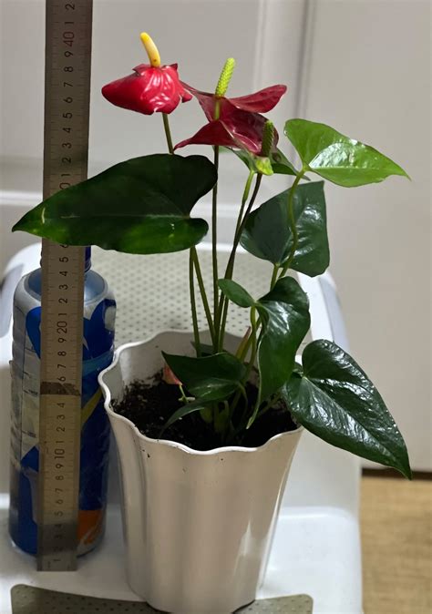 Барын чих цэцгийн онлайн дэлгүүр ТОП ЦЭЦЭГ ГОДОНХОЙ Anthurium ҮНЭ 35К ЦЭЦГИЙН ӨНДӨР 38 см