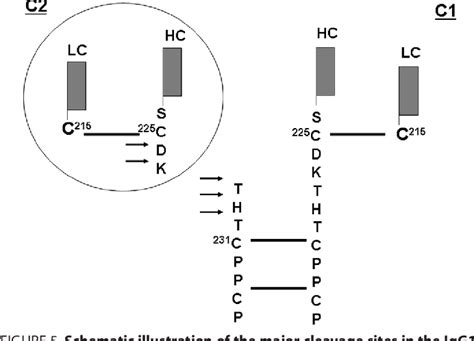 Figure 5 From Human Igg1 Hinge Fragmentation As The Result Of H2o2 Mediated Radical Cleavage