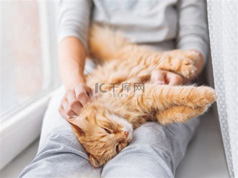 可爱的姜猫躺在女人的膝盖上高清摄影大图 千库网