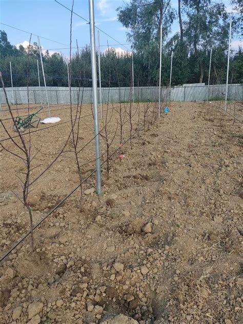 Preetam 15 Ft Galvanized Hot Dipped Pipes Used For Apple Trellising At ₹ 63 Kg हॉट डीप