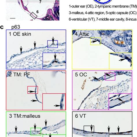 The Localization Of P63 Positive Epithelial Cells In The Mouse Temporal