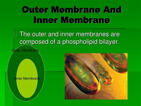 Ppt The Mighty Mitochondria Powerpoint Presentation Free Download Id 9599103