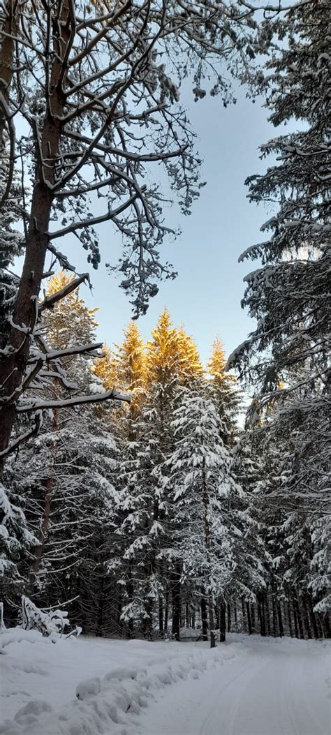 Золотые купола Пикабу