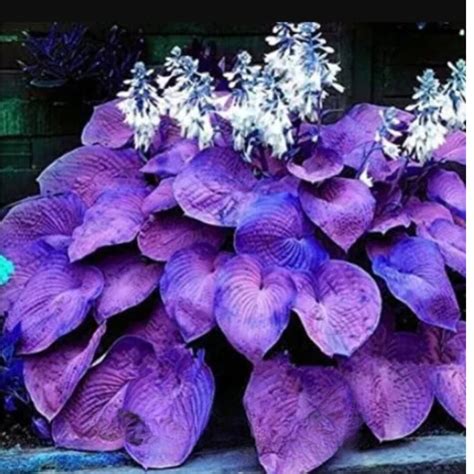 200 Hosta Seeds Purple Round Leaf Heirloom Plant Etsy