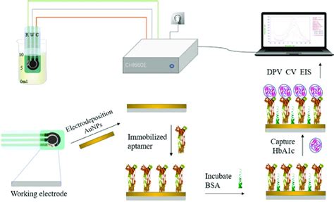 Schematic Diagram Of The Proposed Electrochemical Hba1c Immunosensor