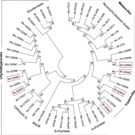 Amino Acid Sequence Alignment Of Bovine Human Mouse And Pig Granzymes