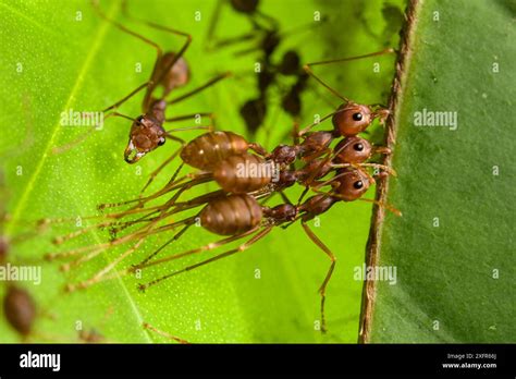 Weaver Ant Oecophylla Smaragdina Two Workers Holding Leaf To Build