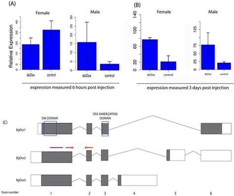 Figures And Data In Hemimetabolous Insects Elucidate The Origin Of Sexual Development Via