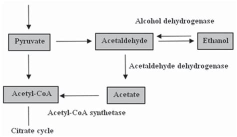 Diagram Of Acetate Metabolism Mizuno Et Al 2006 Modifi Ed Download Scientific Diagram