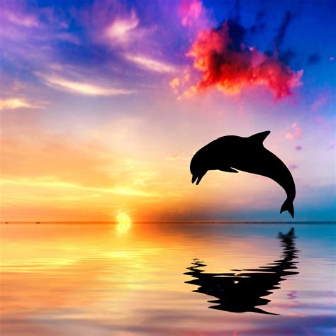 Jumping Dolphin Wallpaper Hd