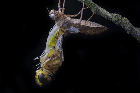 Sprinkane En Krieke Weet