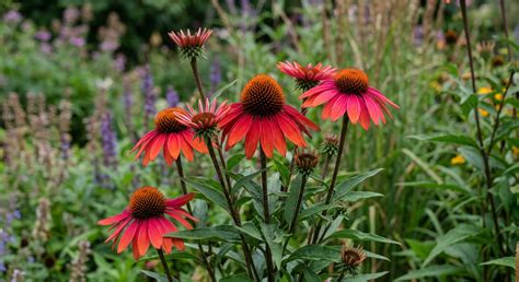 Coneflower Plant By Number Plant By Number™