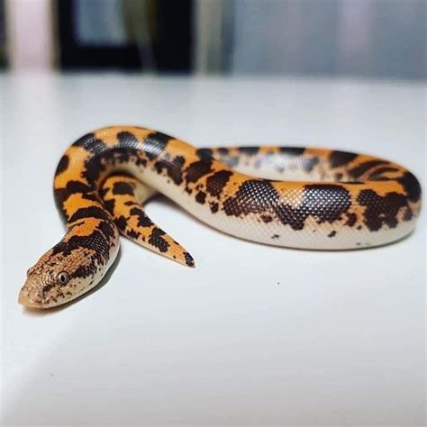 Kenyan Sand Boa In 2025 Kenyan Sand Boa