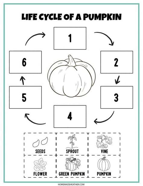 Life Cycle Of A Pumpkin Worksheet Worksheet Activity Sheets