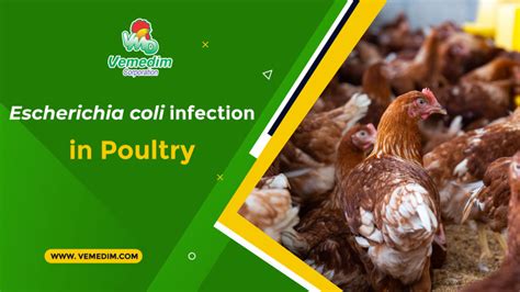 Technical Information Escherichia Coli Infection In Poultry
