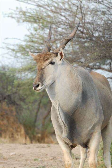 Giant Eland Artofit