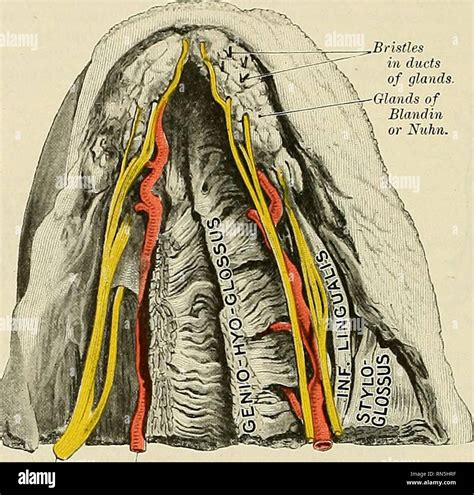 Parts Of The Tongue Underneath