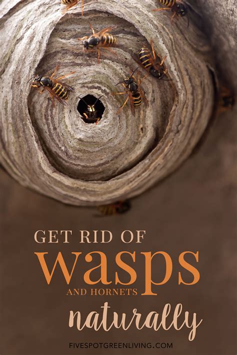 How To Get Rid Of Wasps And Hornets Without Chemicals