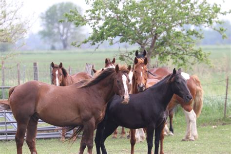 Turbo Permanent Resident