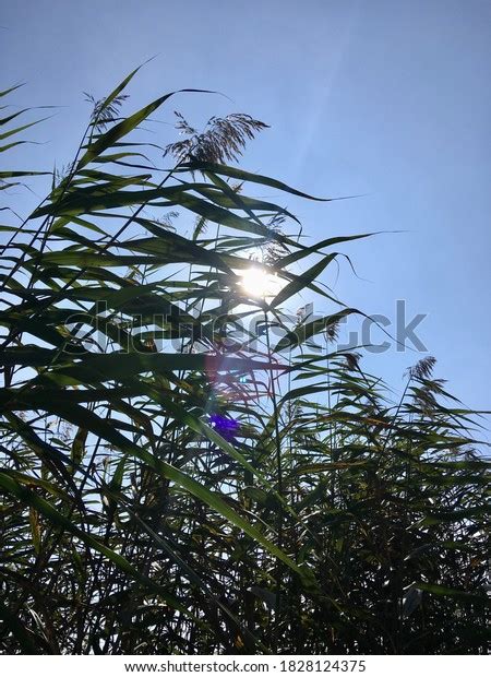 Sunlight Filtering Through Leaves Stock Photo 1828124375 Shutterstock