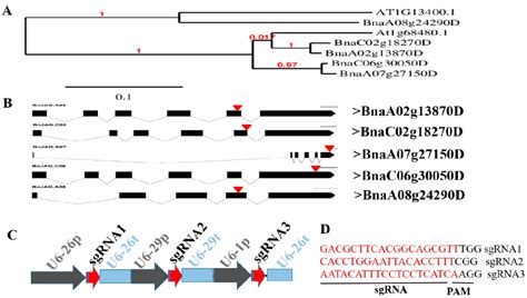 Figure 1 From Crisprcas9 Mediated Multiplex Genome Editing Of Jagged Gene In Brassica Napus L