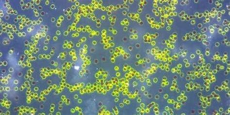 Counting Cells The Scientist