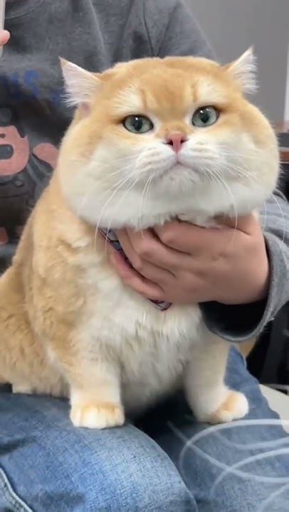 Почему же кошки всегда приземляются на лапы животные котики животныесмешные шортс Youtube