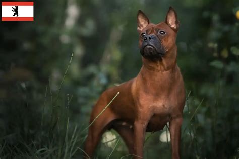 Chongqing Chino Criador De Perros Y Cachorros En Berlín Dogwebes