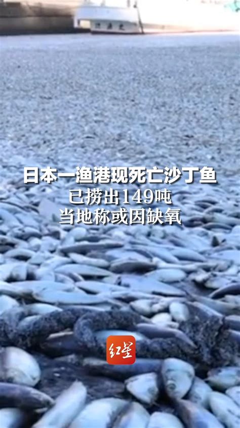 日本一渔港现死亡沙丁鱼，已捞出149吨 ，当地称或因缺氧 凤凰网视频 凤凰网