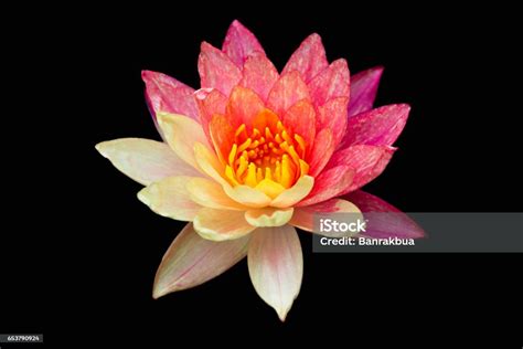 클로 우즈 업 검정색 배경에서 분리 하는 수련 또는 로터스 꽃 피 0명에 대한 스톡 사진 및 기타 이미지 0명 꽃 나무 꽃 꽃의 구조 Istock