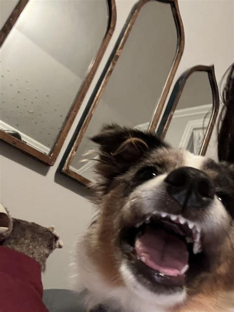 Photogenic Wiggle Butt Vs Reality Wiggle Butt R Wigglebutts