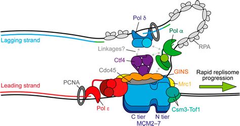 Dna Replication Fork Replisome
