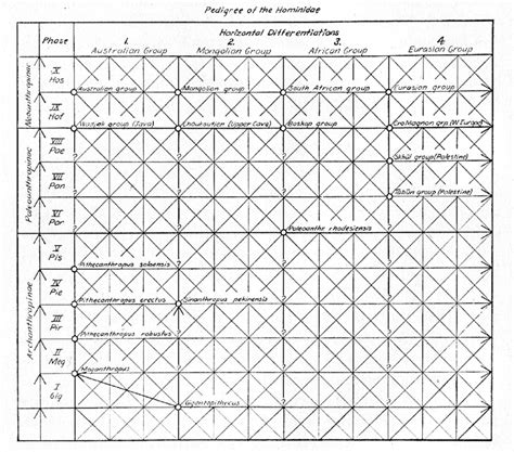 3 Weidenreichs Model Of Multi Regional Evolution Note First That He Download Scientific