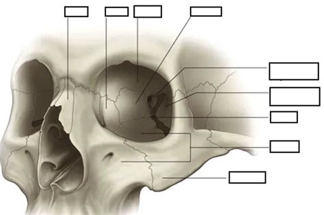 Bony Orbit 7 Bones Diagram Quizlet