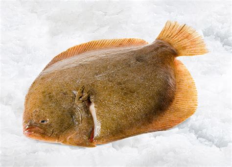 Griet Vishandel De Kust