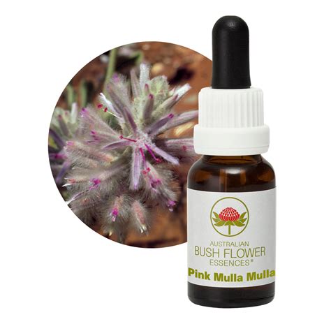 Pink Mulla Mulla Australia Australian Bush Flower Essences