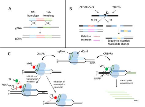 Chromosome Editing Tools And Targeted Genome Engineering A