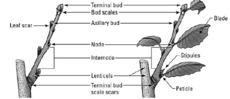 Botany Stems Flashcards Quizlet