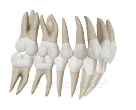 Class Ii The Ortho Guide