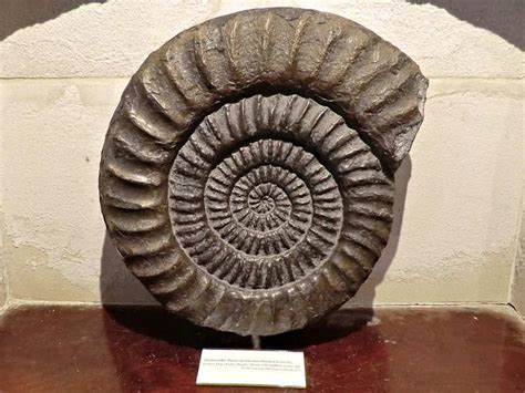 The Life Of Mary Anning The Pioneering Female Paleontologist Of Lyme Regis