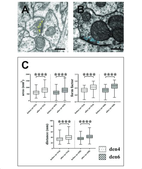 Impact Of Compression Correction On The Morphometric Parameters Of