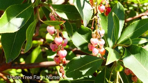 Arbutus Marina Fruit