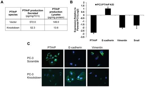 A Quantification Of Pthrp Protein Levels In Control And Download