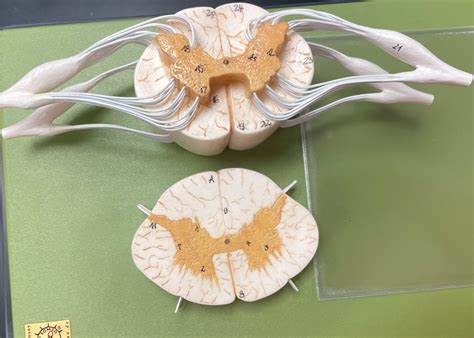 Spinal Cord And Meninges Model Diagram Quizlet