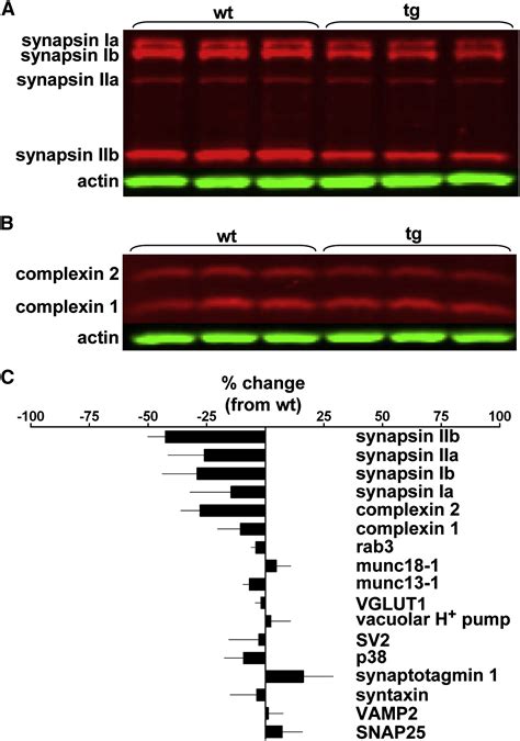 Increased Expression Of α Synuclein Reduces Neurotransmitter Release By Inhibiting Synaptic