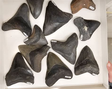 Are Shark Teeth Fossils True Fossils Research News