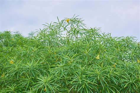 Thin Leaves Of The Tree Premium Photo