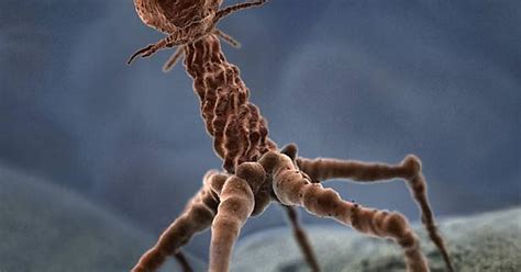 Bacteriofage X Shadow Monster Album On Imgur