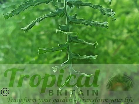 Dryopteris Filix Mas Linearis Polydactyla﻿ From Tropical Britain